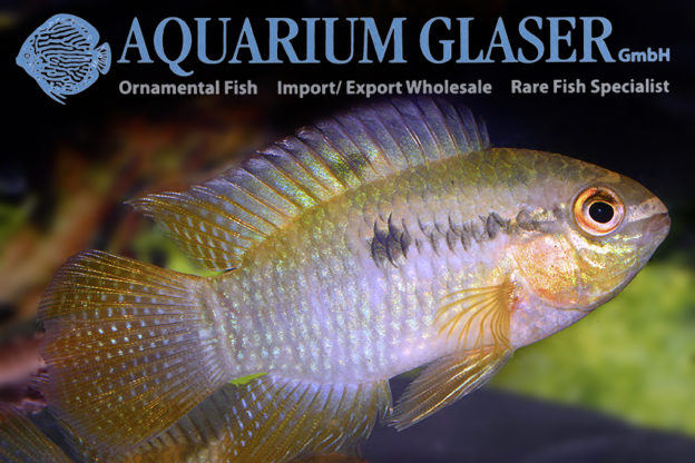 Laetacara dorsigera Wild - Aquarium Glaser GmbH