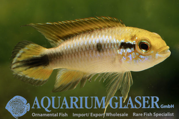 Apistogramma agassizii Peru wild - Aquarium Glaser GmbH