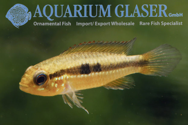 Apistogramma agassizii Peru wild - Aquarium Glaser GmbH