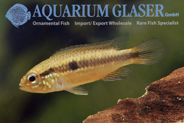Apistogramma agassizii Peru wild - Aquarium Glaser GmbH