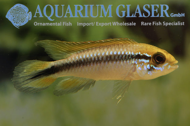 Apistogramma agassizii Peru wild - Aquarium Glaser GmbH