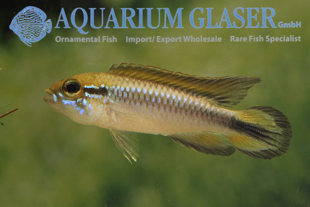 Apistogramma agassizii Peru wild - Aquarium Glaser GmbH