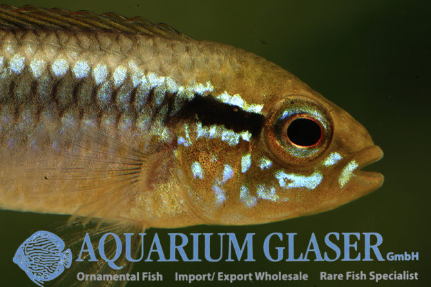 Apistogramma agassizii Peru wild - Aquarium Glaser GmbH