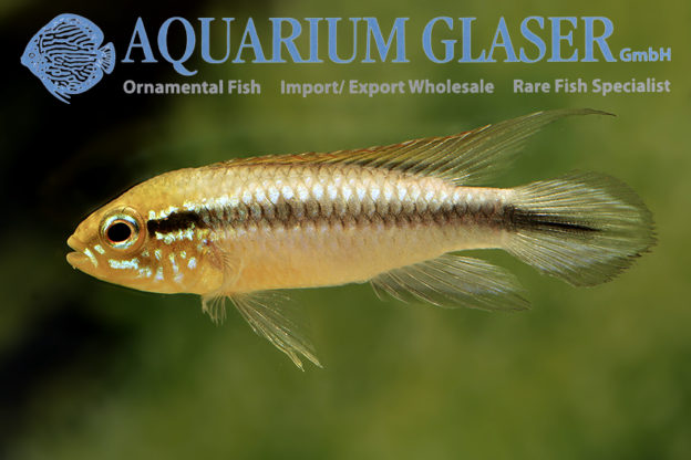 Apistogramma agassizii Peru wild - Aquarium Glaser GmbH