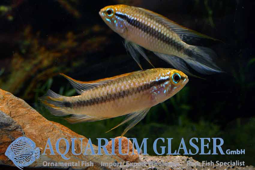 Apistogramma agassizii Tefé II und A. geisleri - Aquarium Glaser GmbH
