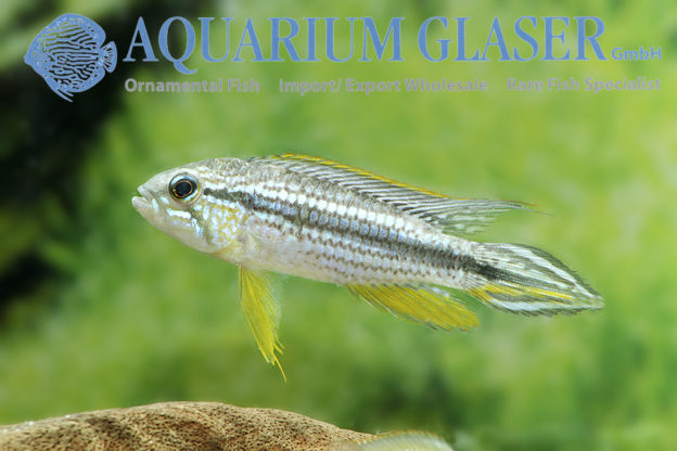 Apistogramma agassizii „Tefé“ - Aquarium Glaser GmbH