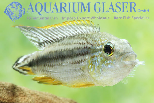 Apistogramma agassizii „Tefé“ - Aquarium Glaser GmbH