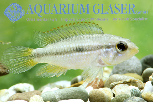Apistogramma agassizii „Tefé“ - Aquarium Glaser GmbH