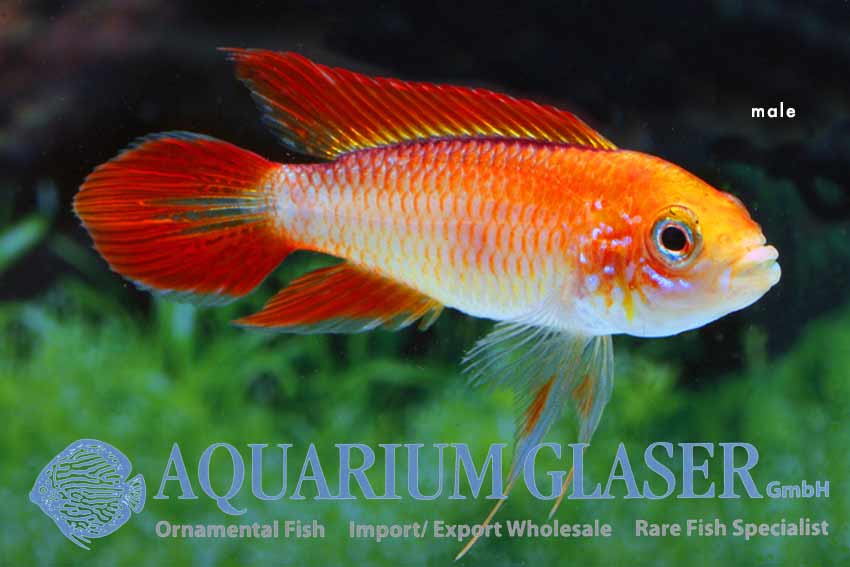 Apistogramma Cacatuoides Super Red