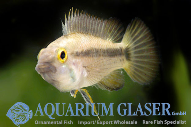 Apistogramma atahualpa - Aquarium Glaser GmbH