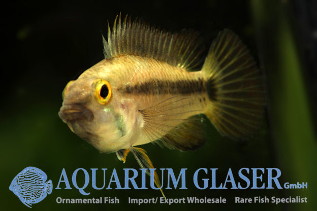 Apistogramma atahualpa - Aquarium Glaser GmbH