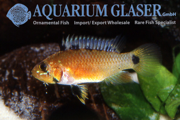 Apistogramma atahualpa - Aquarium Glaser GmbH