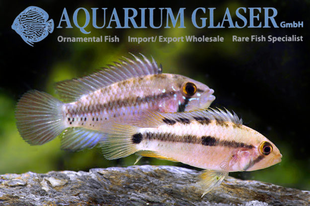 Apistogramma atahualpa - Aquarium Glaser GmbH