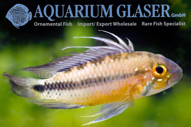 Apistogramma atahualpa - Aquarium Glaser GmbH