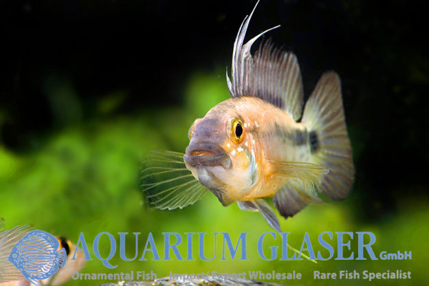Apistogramma atahualpa - Aquarium Glaser GmbH