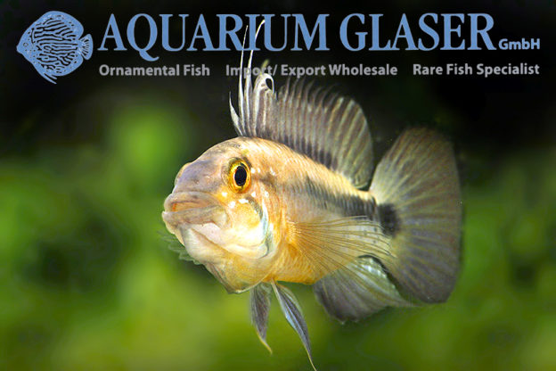 Apistogramma atahualpa - Aquarium Glaser GmbH