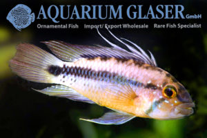 Apistogramma atahualpa - Aquarium Glaser GmbH