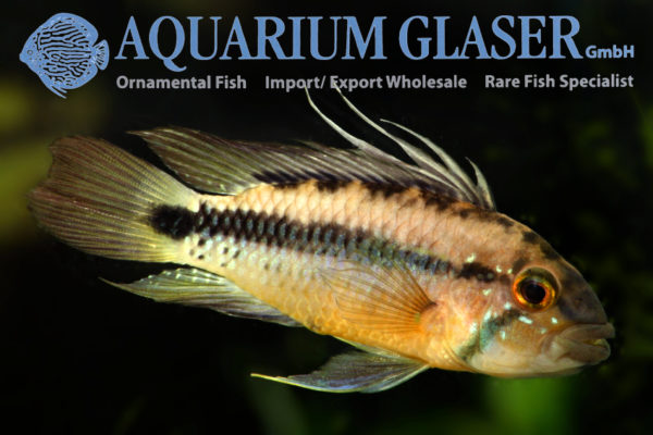 Apistogramma atahualpa - Aquarium Glaser GmbH