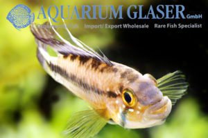 Apistogramma atahualpa - Aquarium Glaser GmbH