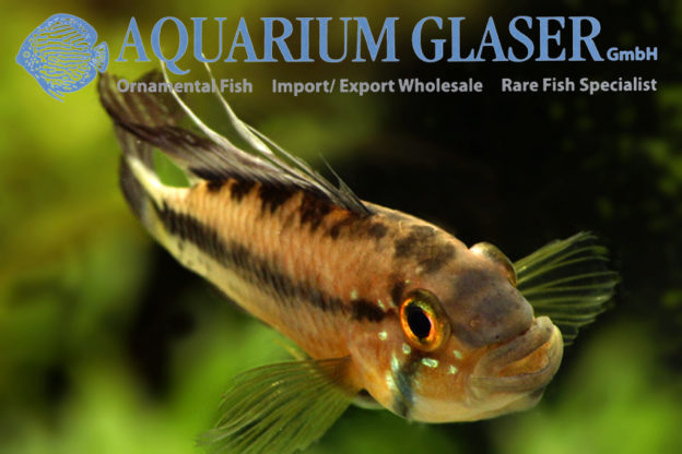 Apistogramma atahualpa - Aquarium Glaser GmbH