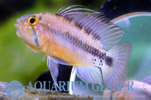 Apistogramma atahualpa - Aquarium Glaser GmbH