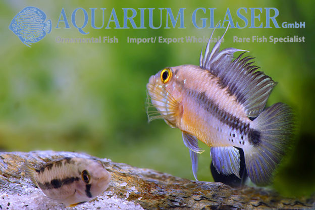 Apistogramma atahualpa - Aquarium Glaser GmbH