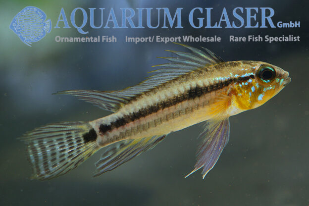Apistogramma bitaeniata Blue wild - Aquarium Glaser GmbH
