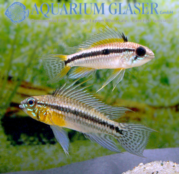 Apistogramma - Aquarium Glaser GmbH