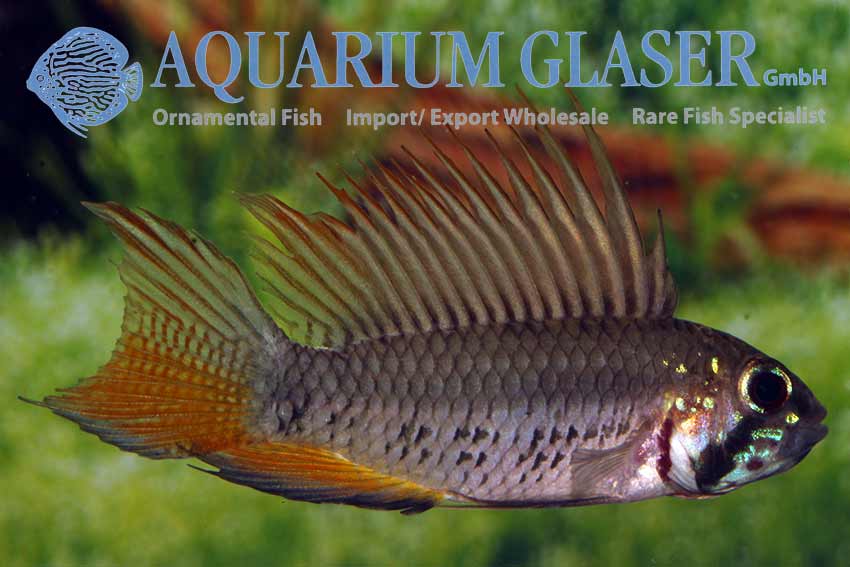 Apistogramma megaptera - Aquarium Glaser GmbH