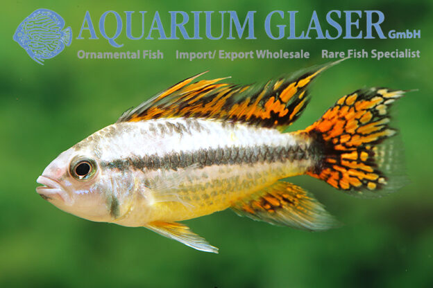 Apistogramma cacatuoides Double Red - Aquarium Glaser GmbH