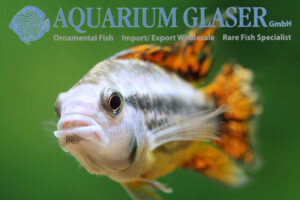 Apistogramma cacatuoides Double Red - Aquarium Glaser GmbH