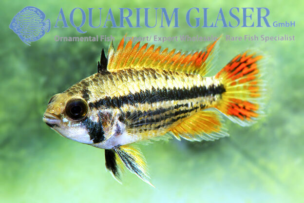 Apistogramma cacatuoides Double Red - Aquarium Glaser GmbH