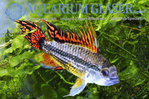Apistogramma cacatuoides Double Red - Aquarium Glaser GmbH