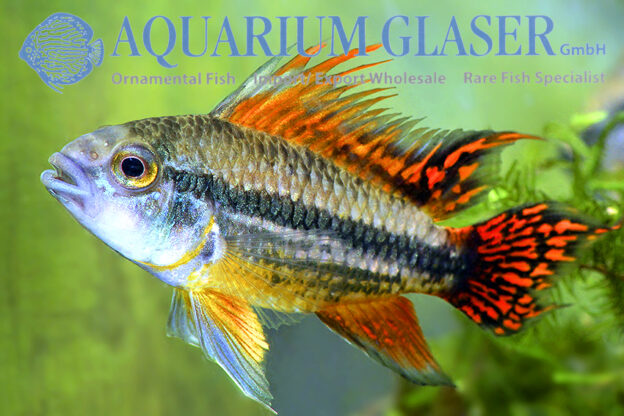 Apistogramma cacatuoides Double Red - Aquarium Glaser GmbH