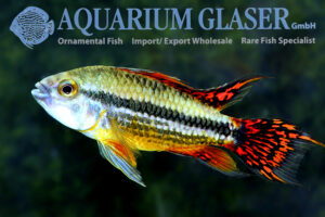 Apistogramma cacatuoides Double Red - Aquarium Glaser GmbH