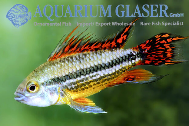 Apistogramma cacatuoides Double Red - Aquarium Glaser GmbH