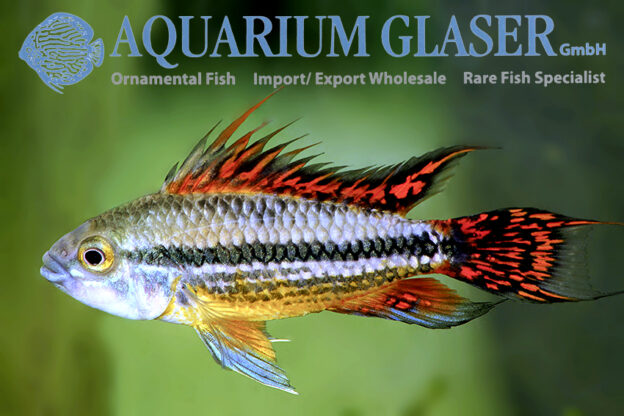 Apistogramma cacatuoides Double Red - Aquarium Glaser GmbH