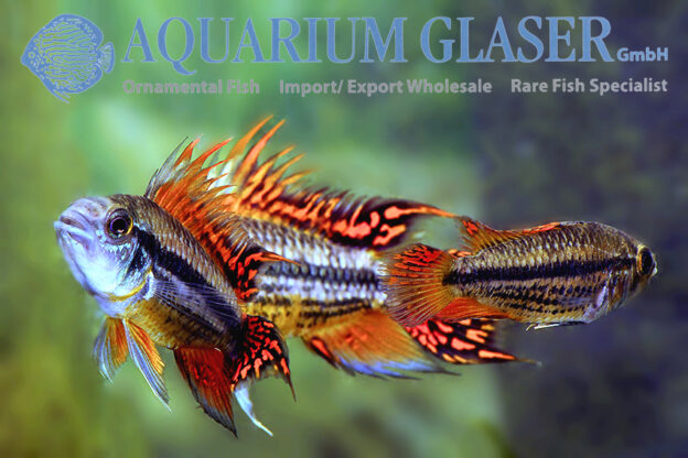 Apistogramma cacatuoides Double Red - Aquarium Glaser GmbH