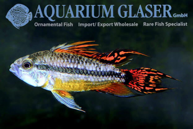 Apistogramma cacatuoides Double Red - Aquarium Glaser GmbH