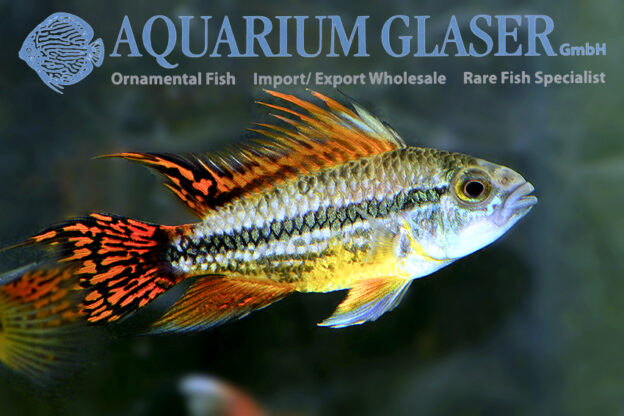 Apistogramma cacatuoides Double Red - Aquarium Glaser GmbH
