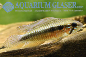 Apistogramma elizabethae - Aquarium Glaser GmbH