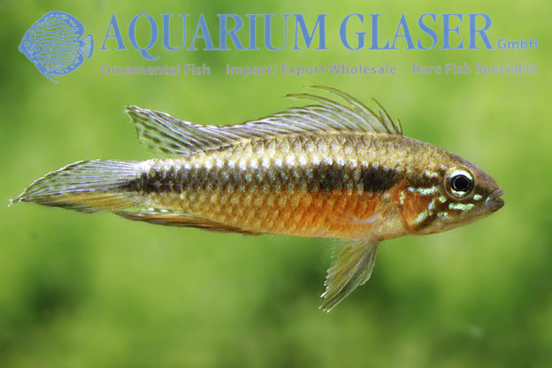 Apistogramma elizabethae - Aquarium Glaser GmbH