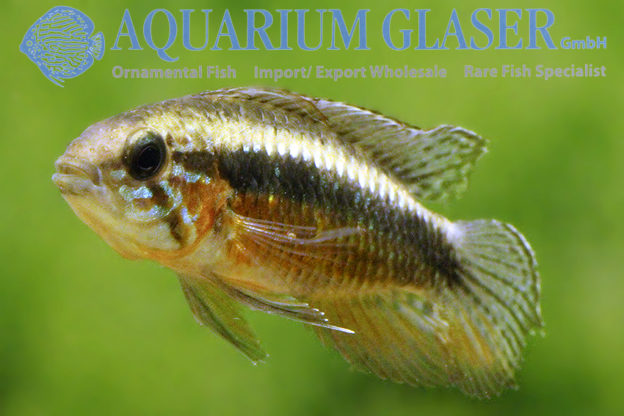 Apistogramma elizabethae - Aquarium Glaser GmbH