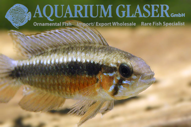 Apistogramma elizabethae - Aquarium Glaser GmbH
