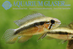 Apistogramma elizabethae - Aquarium Glaser GmbH