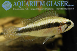 Apistogramma elizabethae - Aquarium Glaser GmbH