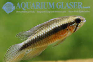 Apistogramma elizabethae - Aquarium Glaser GmbH