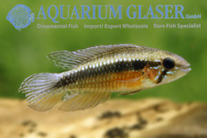 Apistogramma elizabethae - Aquarium Glaser GmbH