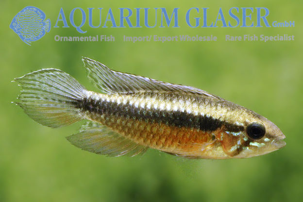 Apistogramma elizabethae - Aquarium Glaser GmbH