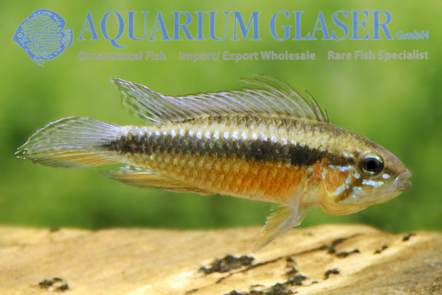 Apistogramma elizabethae - Aquarium Glaser GmbH